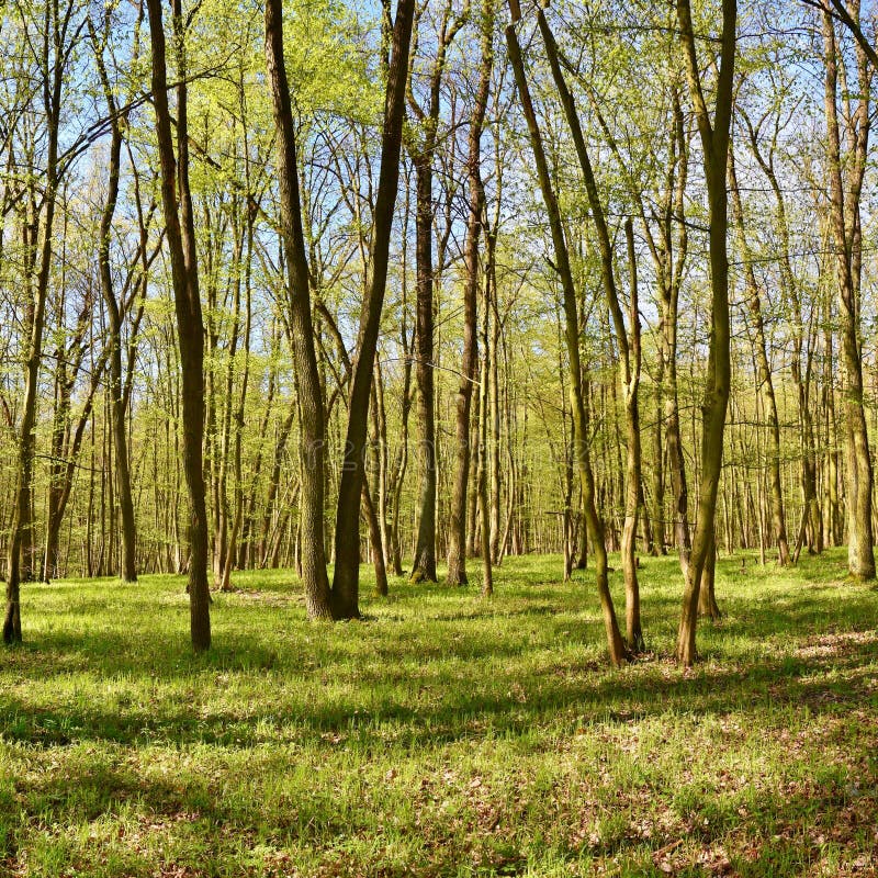 Panorama of Beautiful Green Forest in Summer. Nature Scenery with ...