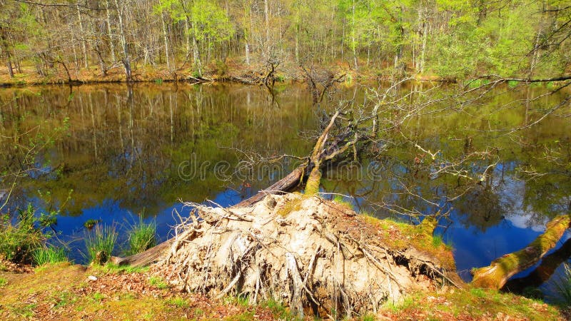 Panorama of a Beautiful Lake with Fallen Trees and Reflection of ...