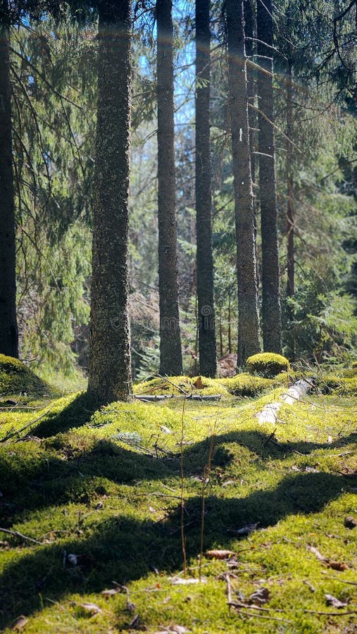 Panorama of Beautiful Trees at Forest in Sunrays at Sunrise. Beautiful ...