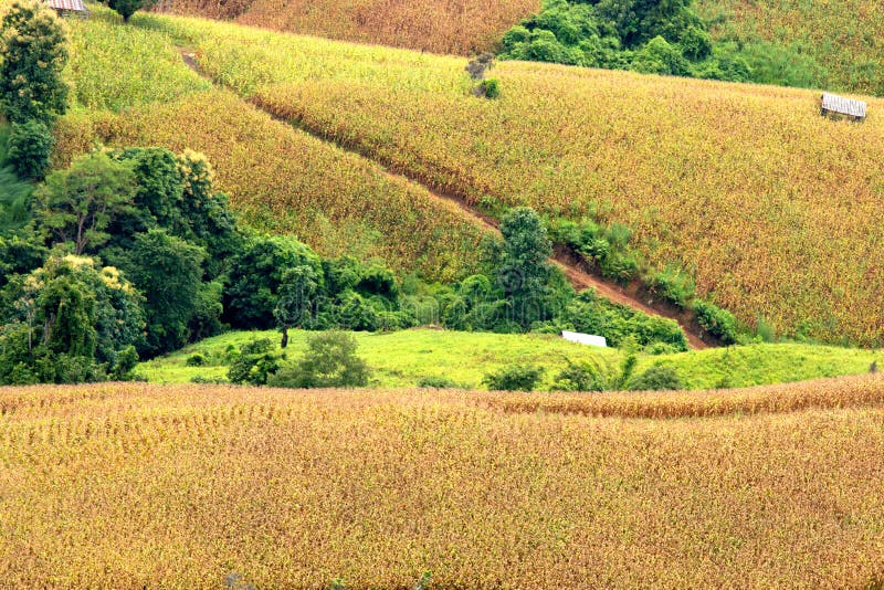 Panorama of Beautiful View on Hills Stock Photo - Image of field, green ...