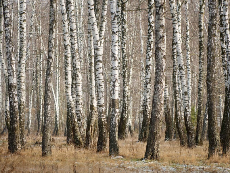 Panorama of a Birch Grove in Winter. Slender White Trees Stock Image ...