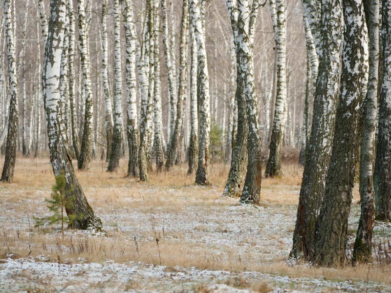 Panorama of a Birch Grove in Winter. Slender White Trees Stock Photo ...