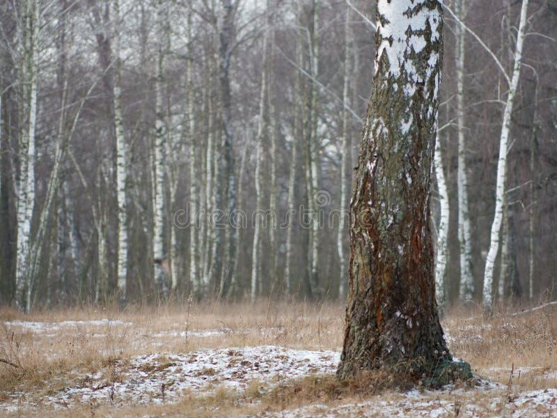 Panorama of a Birch Grove in Winter. Slender White Trees Stock Photo ...