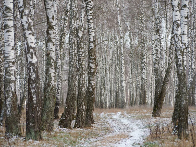 Panorama of a Birch Grove in Winter. Slender White Trees Stock Image ...