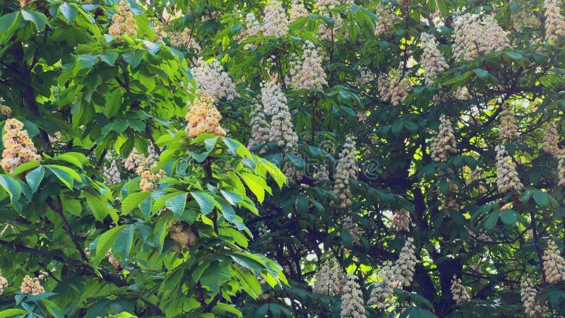 Panorama of Blooming Baumann Horse Chestnut Tree and a Regular Horse ...