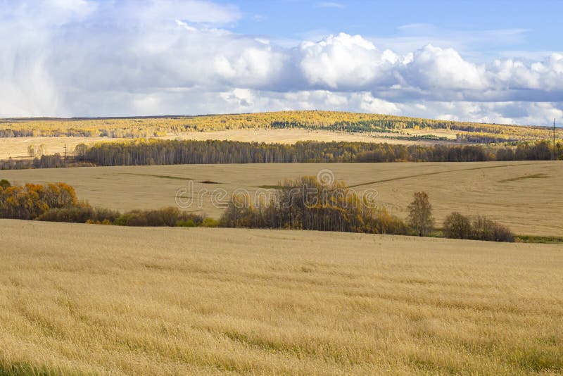 Panorama of a Bright Farm Wheat Field with Ripe Wheat, the Sky with ...