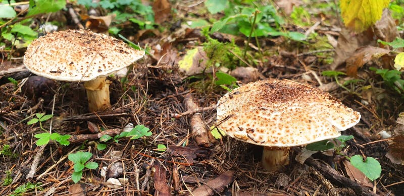 Panorama of Brown Spiny Mushrooms Echinoderma Asperum Stock Photo - Image of harvest, inverted ...
