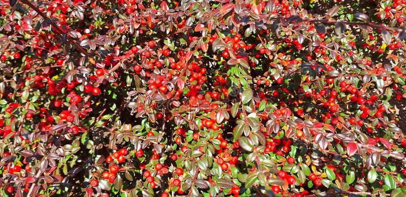 Panorama of Bush of Red Berries of Cotoneaster or Pyracantha Stock ...