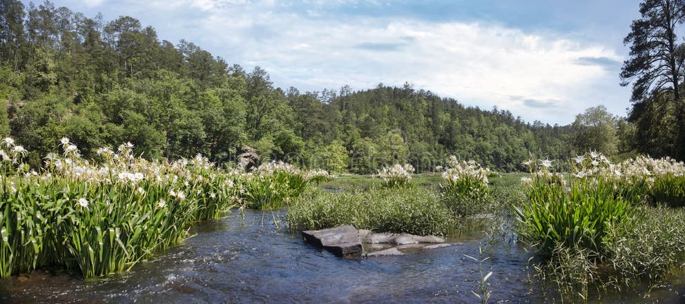 Panorama of Cahaba Rive in the Spring Stock Photo - Image of wetlands ...