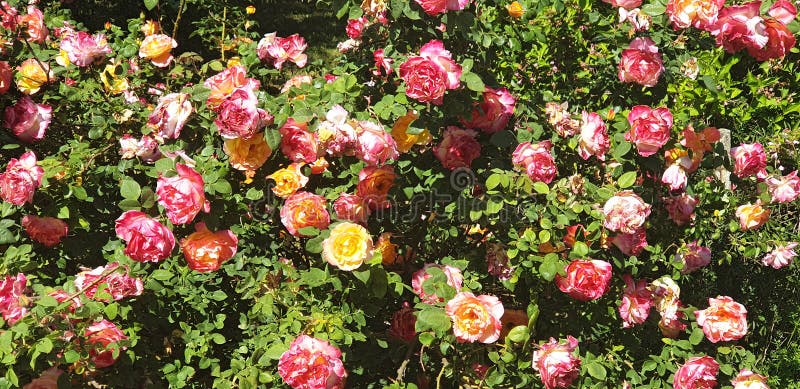 Panorama of Colorful Roses Growing on a Bush Stock Image - Image of ...