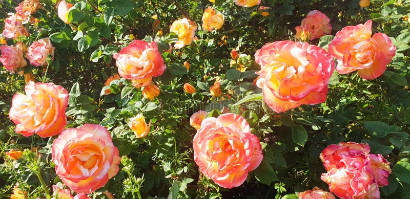 Panorama of Colorful Roses Growing on a Bush Stock Image - Image of ...