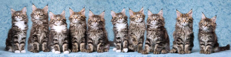 Panorama Collage of Maine Coon Kittens Stock Image - Image of filter ...