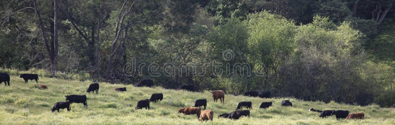 Farm Cattle at Paddock with Brown and Black Colours Stock Image - Image ...