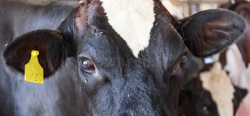 Panorama of the cow head stock photo. Image of close - 52656878