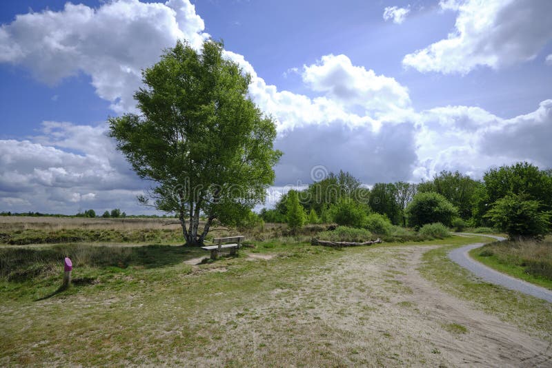 Panorama of a Cycling Path through the Heather Fields of the Drents ...