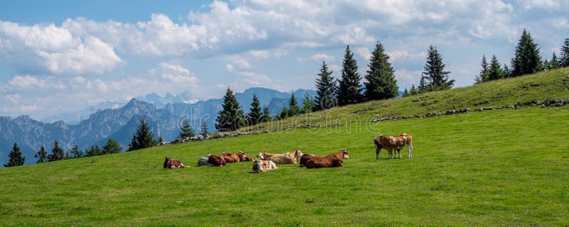 Panorama Dairy Cows in Spring on an Alpine Pasture Stock Image - Image ...