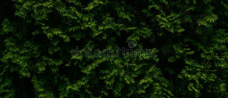 Panorama of Dark Green Tree Branches - Great for Backgrounds Stock ...