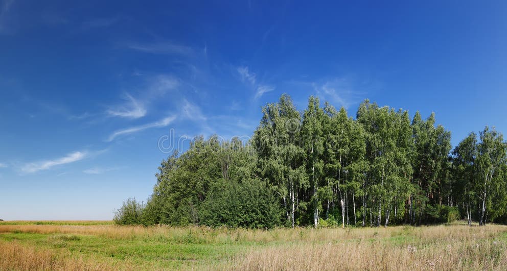 Panorama De Forêt Avec Le Ciel Vif Image stock - Image du ground ...