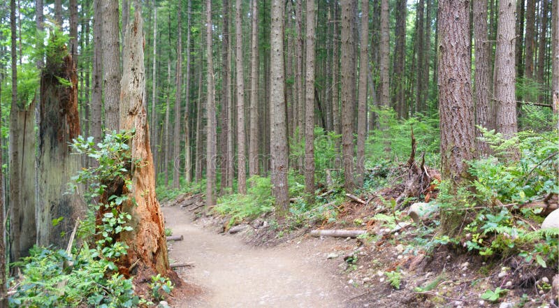 Panorama - De Spar Van Douglas in Bos Stock Foto - Image of panorama ...