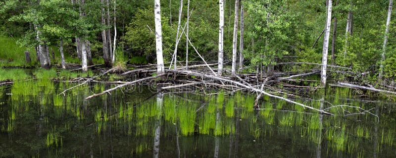 Panorama de un pantano. foto de archivo. Imagen de agua - 25397536