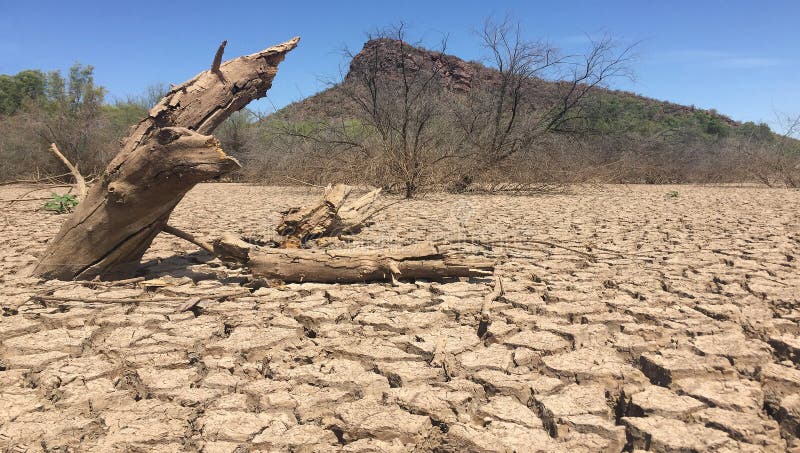 Panorama of a Dead Tree Embedded in Parched Cracked Dirt Mud Flat in ...