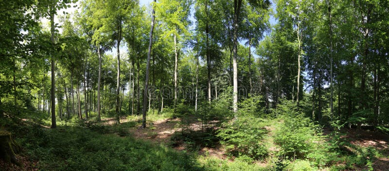 Panorama Della Foresta Del Faggio Fotografia Stock - Immagine di ...