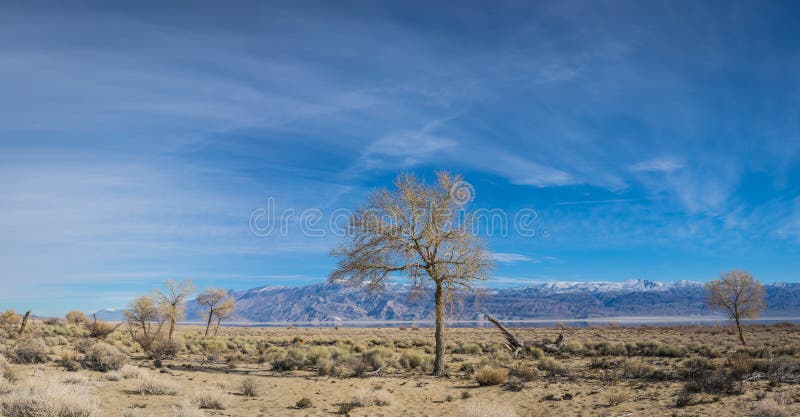 Panorama of Desert Tree stock photo. Image of great, southern - 87641360