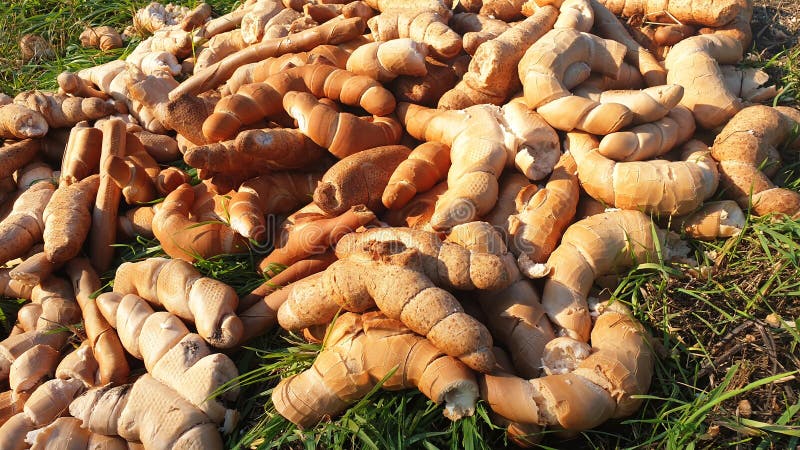 Panorama of Discarded Bread in the Grass on the Ground Stock Image ...
