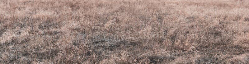 Panorama of Dry Grass in a Meadow, Stems of Dry Tall Vegetation ...
