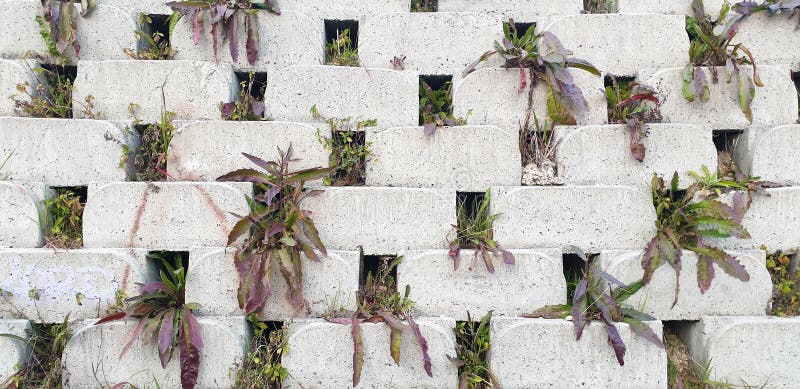 Panorama du mur de pierre. image stock. Image du herbe - 178587563