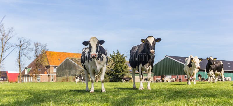Panorama of Dutch Cows at a Farm in Gaasterland Stock Photo - Image of ...