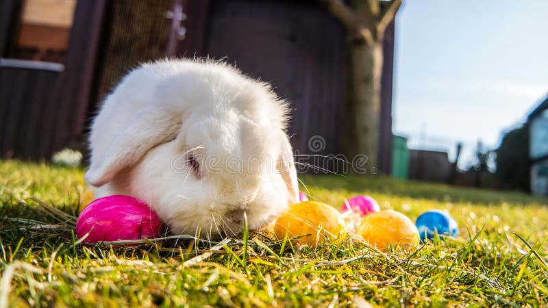 Panorama Easter Rabbit in the Garden Stock Photo - Image of cute ...
