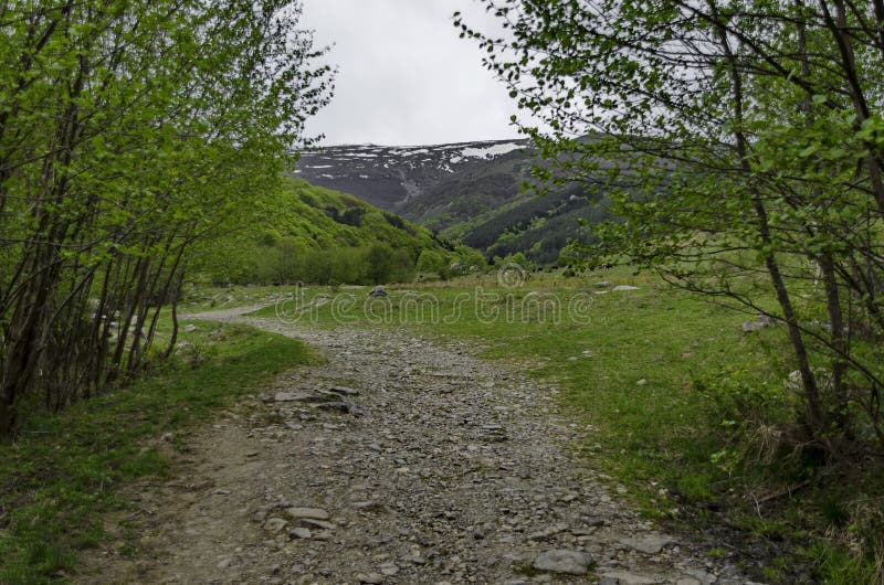 Panorama of Ecological Path through a Green Springtime Forest Stock ...