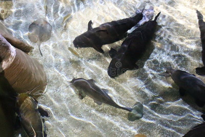 Panorama, Een Grote Vis in Het Duidelijke Water Stock Foto - Image of ...