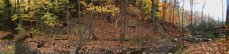 Panorama of Fallen Logs, Fall Leaves, and Bright Trees, Mississauga, on ...
