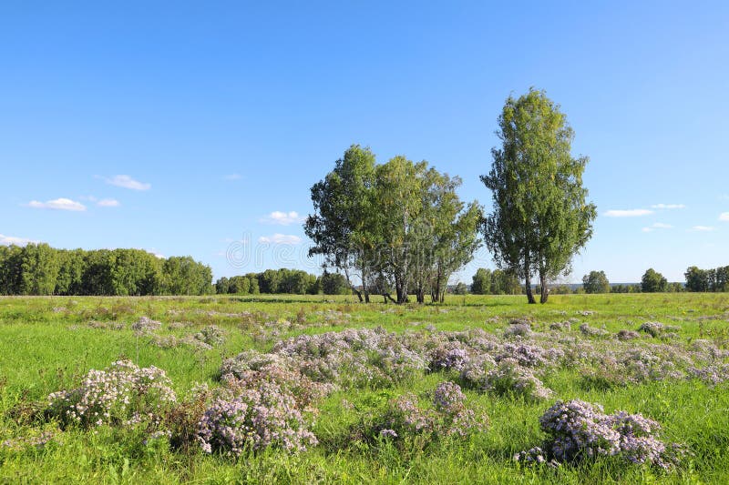 Panorama with False Chamomile and Birch Trees in Summer in Siberia ...