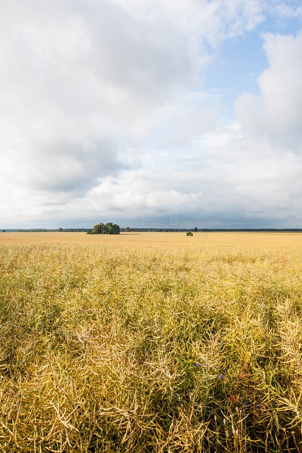 Panorama of the Field on a Cloudy Day Stock Image - Image of nature ...