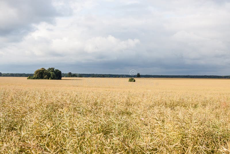 Panorama of the Field on a Cloudy Day Stock Photo - Image of ...