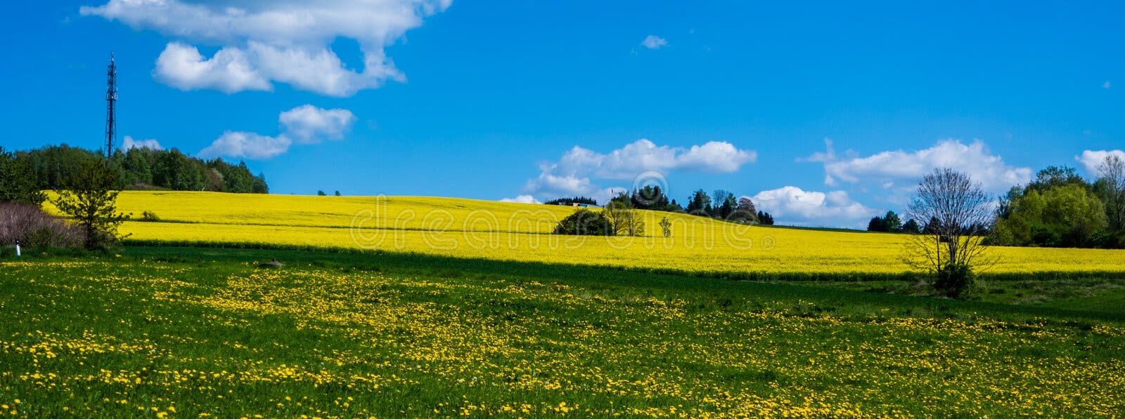 Panorama Field of Sunflowers, High-resolution Photography, Summer ...