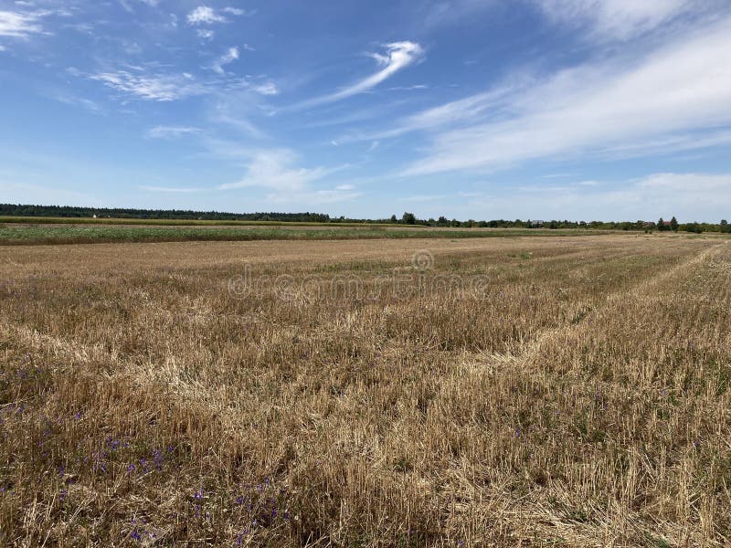 Panorama of a Field after Harvest Stock Photo - Image of barley, land ...