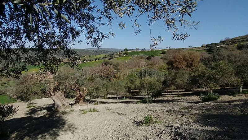 A Field of Olive Trees with a Red Dirt Background. Stock Video - Video ...