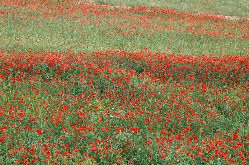 Panorama of a Field of Red Poppies Stock Photo - Image of beautiful ...