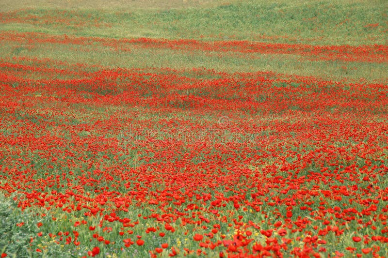 Panorama of a Field of Red Poppies Stock Photo - Image of daisy, botany ...