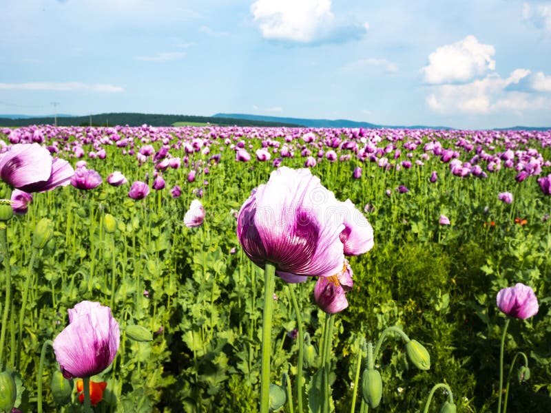 Panorama of a Field of Rose Corn Poppy Stock Photo - Image of season ...