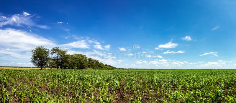 Panorama of Fields with Corn, Russia Stock Image - Image of farm ...