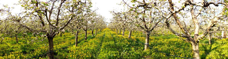 Panorama of Flowering Apple Orchard in Spring Stock Image - Image of ...