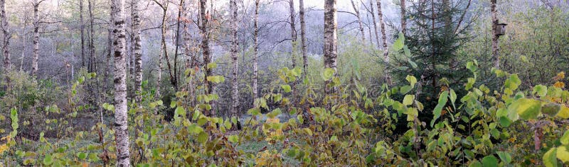 Panorama at forest stock photo. Image of forest, panorama - 17300828