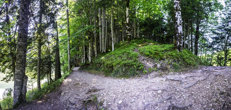 Panorama of Forest Path stock photo. Image of cloud - 123501136