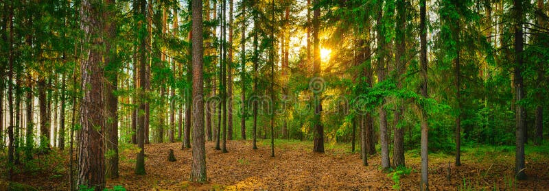 Forest Panorama with Rays of Sunlight Stock Image - Image of nature ...