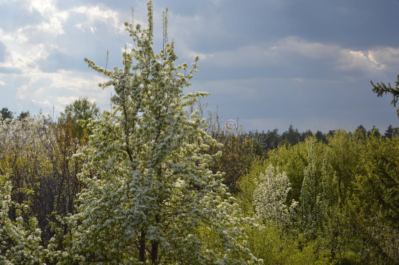 Panorama of the Garden in the Village in Spring Stock Photo - Image of ...